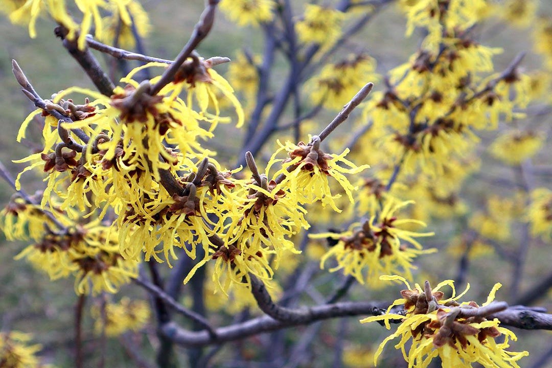 Organic Witchhazel Seeds (hamamelis Virginiana) - Etsy