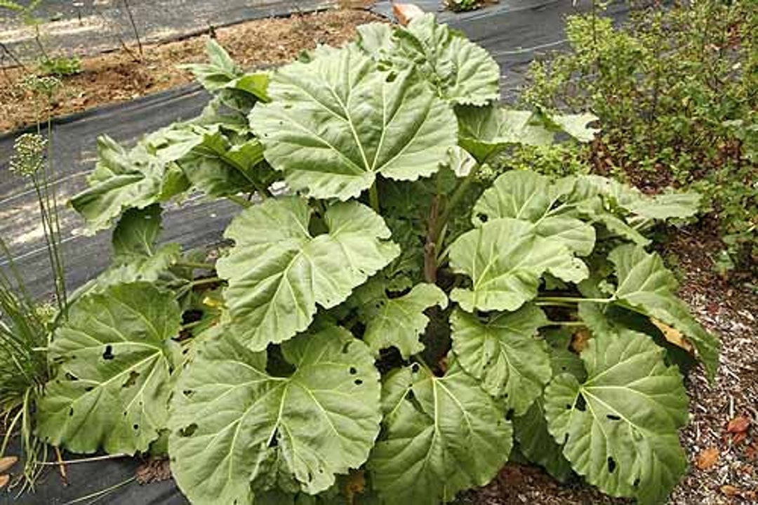 Rhubarb - Garden or English Seeds (rheum Rhabarbarum) Organic - Etsy