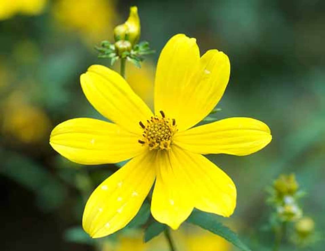 Tickseed Sunflower Seeds (bidens Aristosa / Bidens Polylepis) Organic ...