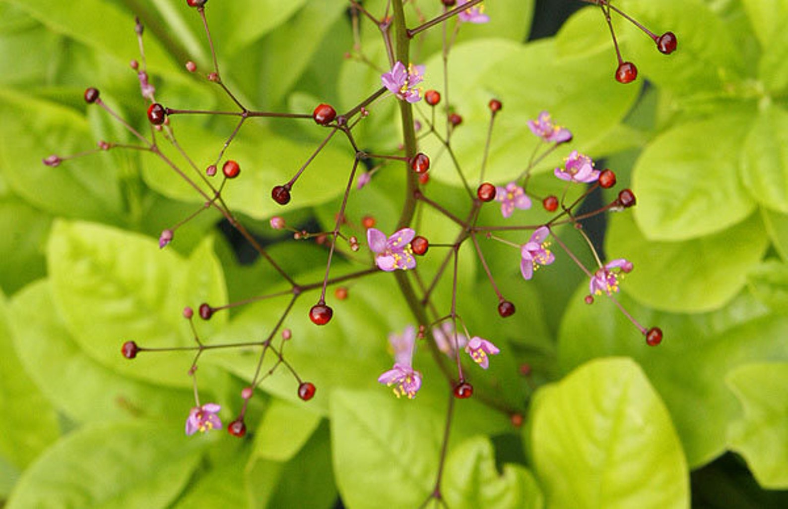 Jewels of Opar Seeds (talinum Paniculatum) Organic - Etsy Canada