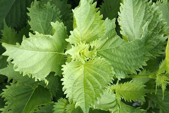 Green Perilla or Shiso Seeds (perilla Frutescens) Organic - Etsy