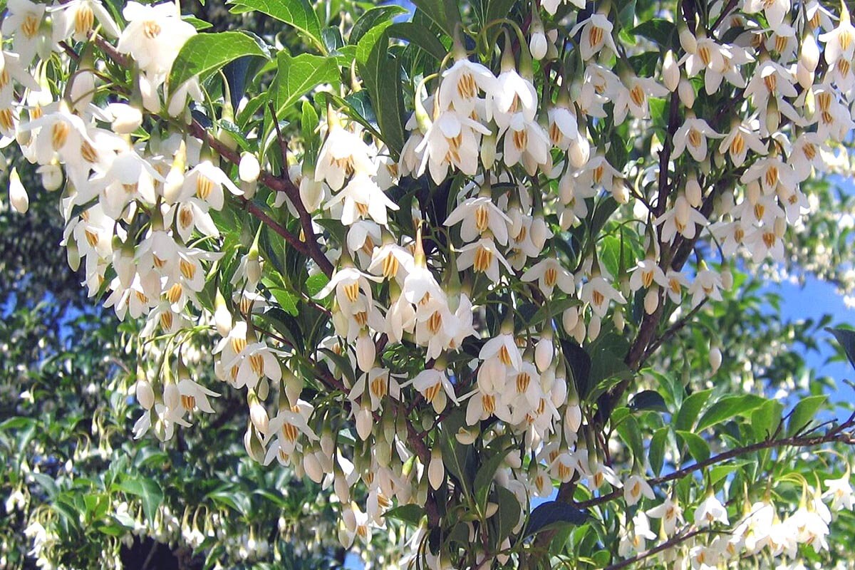 Japanese Snowbell Tree Seeds Organic - Etsy