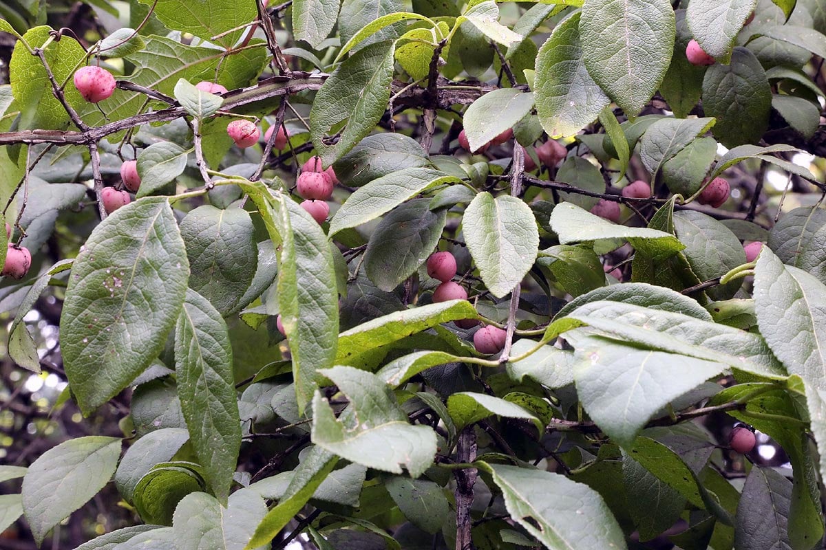 European Spindle Tree Seeds Organic (euonymus Europaeus). - Etsy