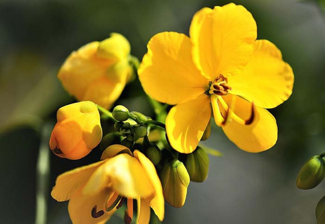 American Senna Seeds (senna Marilandica) Organic - Etsy