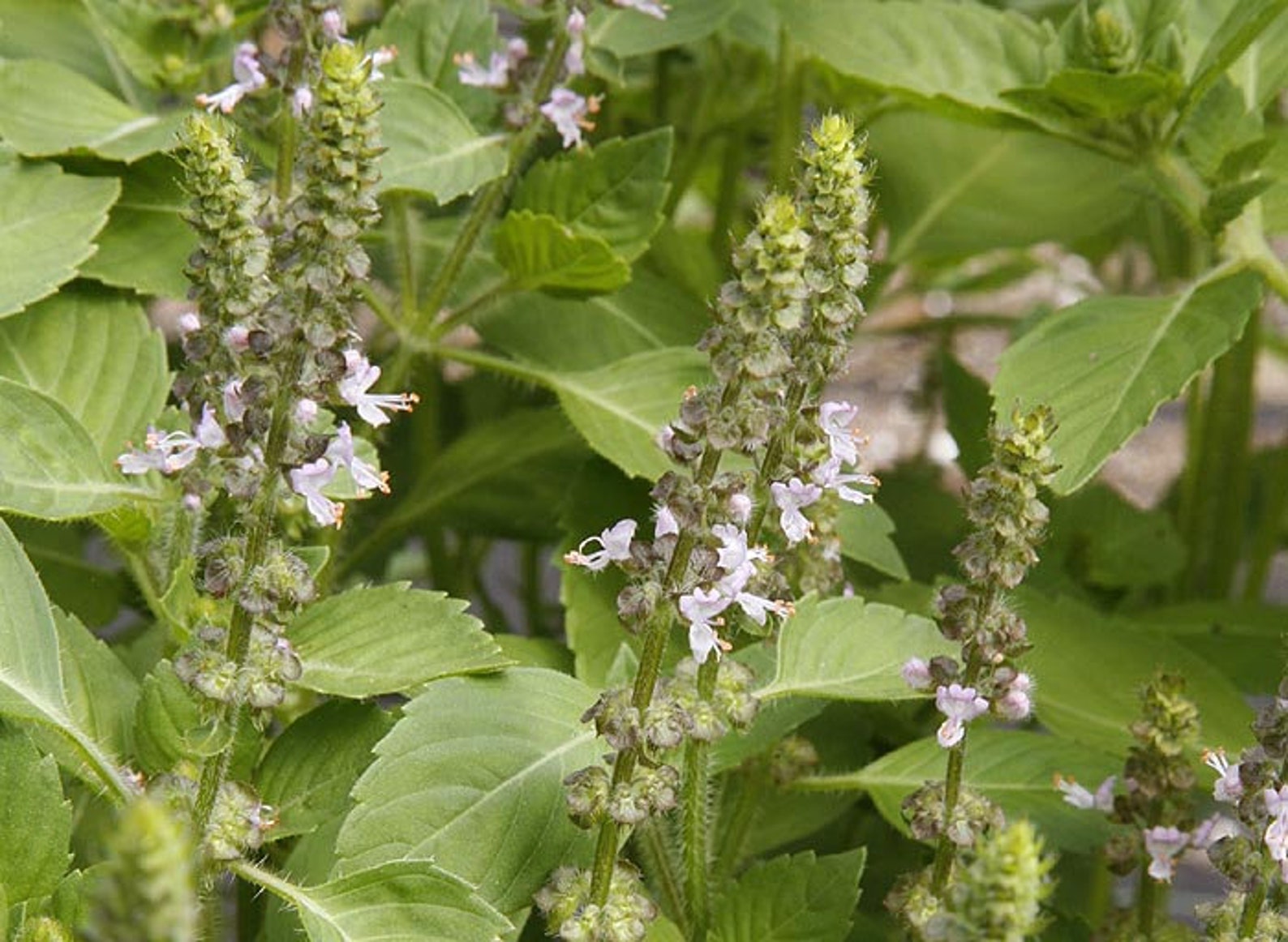 Semillas de Albahaca Santa ocimum sanctum/ ocimum tenuiflorum Orgánica ...