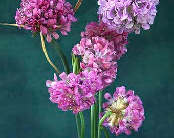 Armeria Maritima Splendens (sea Thrift or Sea Pink) 30 Flower Seeds - Etsy