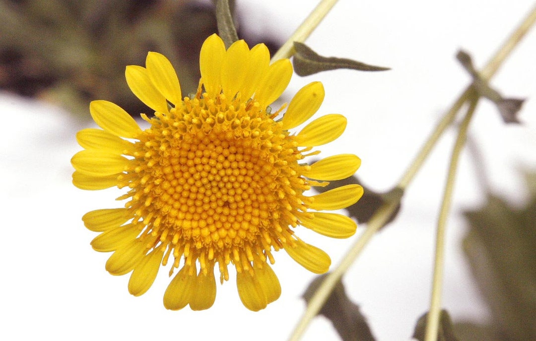Great Valley Gumweed (grindelia Camporum) Organic Seeds - Etsy
