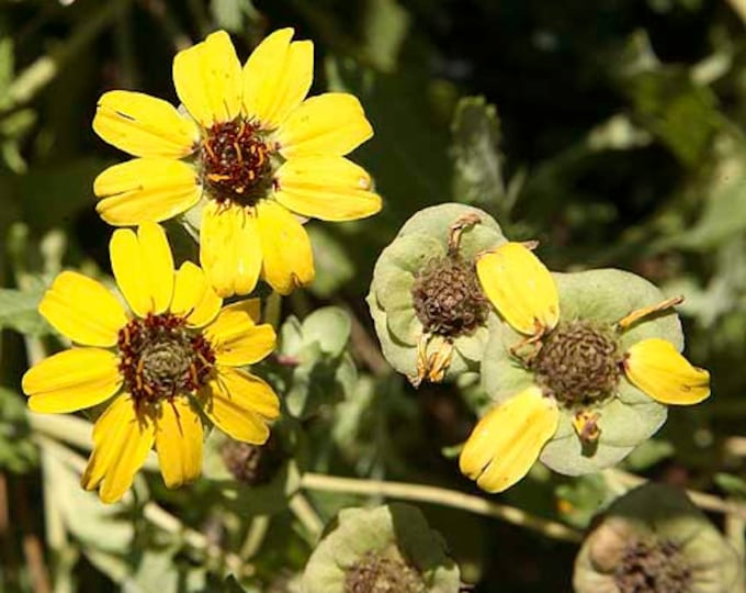 Chocolate Daisy Flower 10 Seeds Berlandiera Lyrata - Etsy