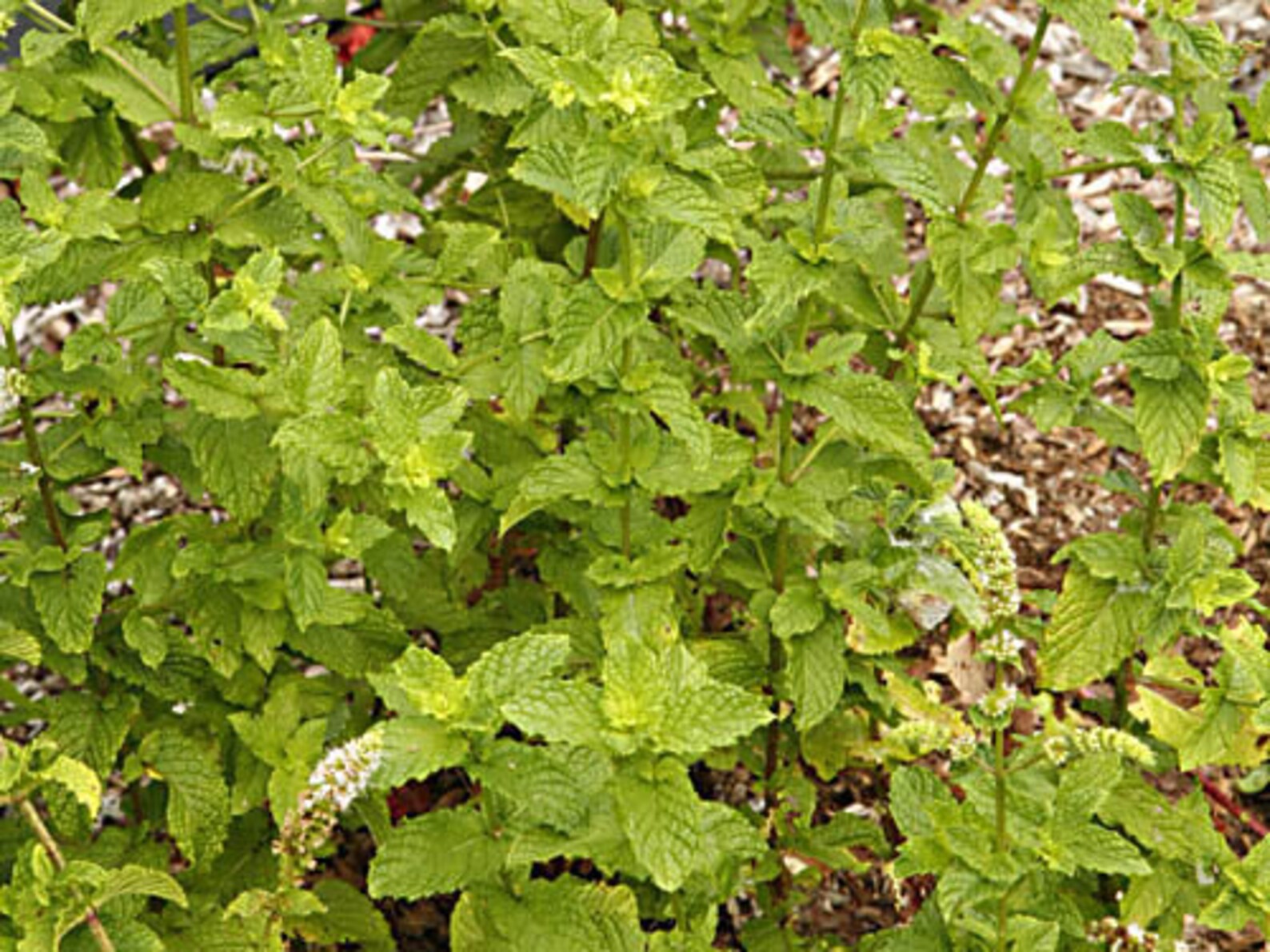 Semillas De Menta Mentha Spicata Orgánica Etsy España