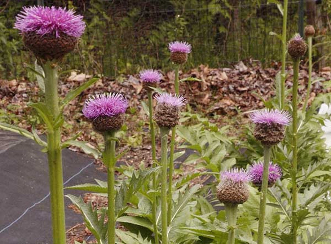 Maral Root (rhaponticum Carthamoides ) Seeds Organic - Etsy