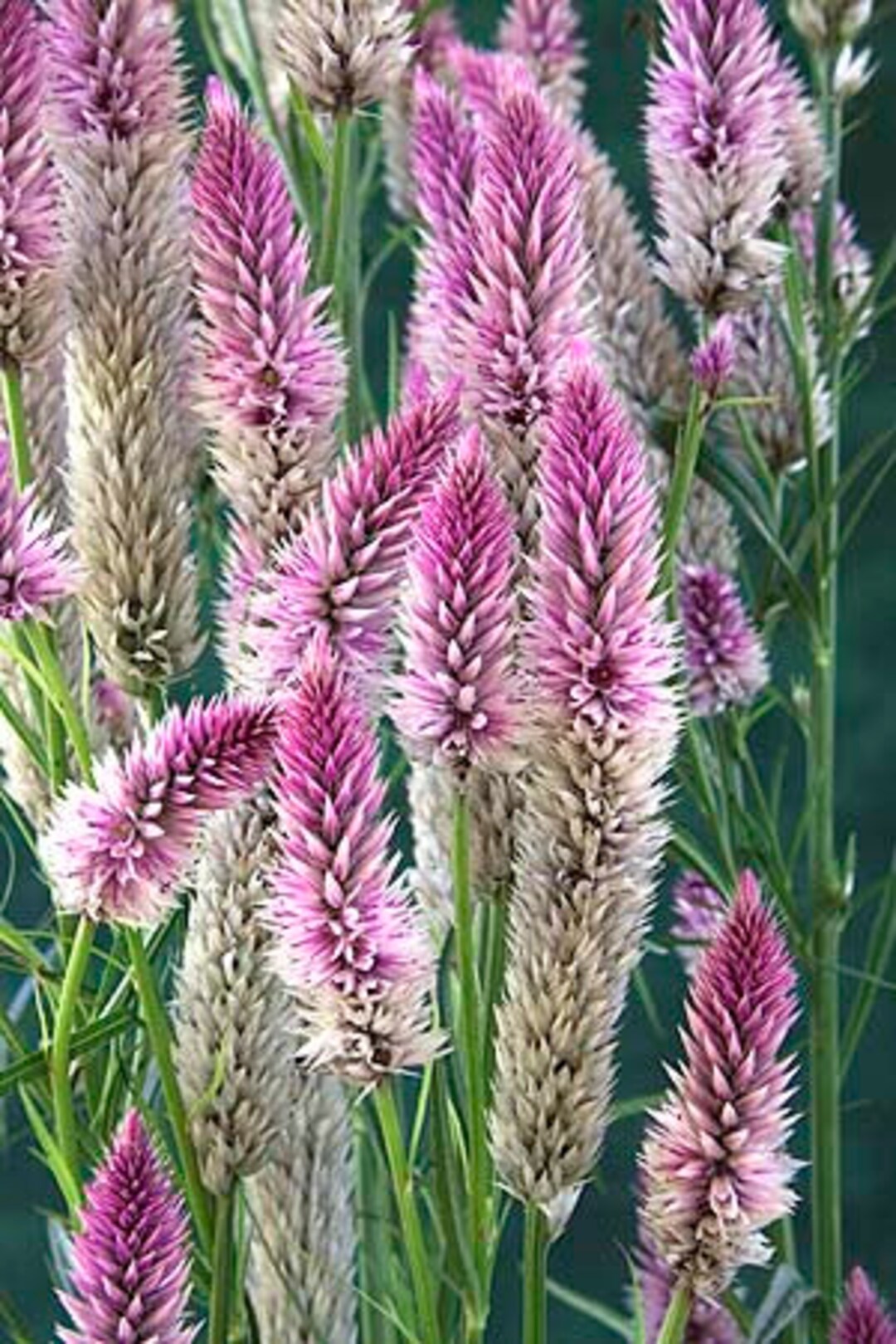 Cockscomb Flamingo Seeds (celosia Spicata) Organic - Etsy