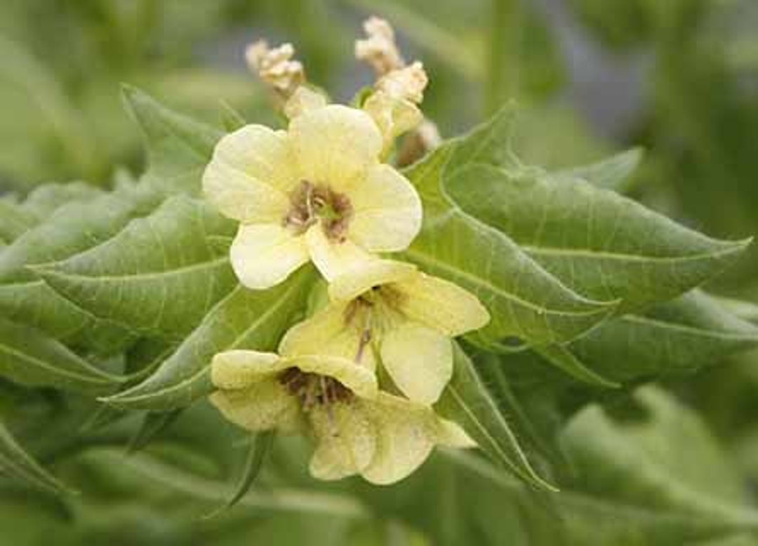 Black Henbane Seeds (hyoscyamus Niger) Organic - Etsy