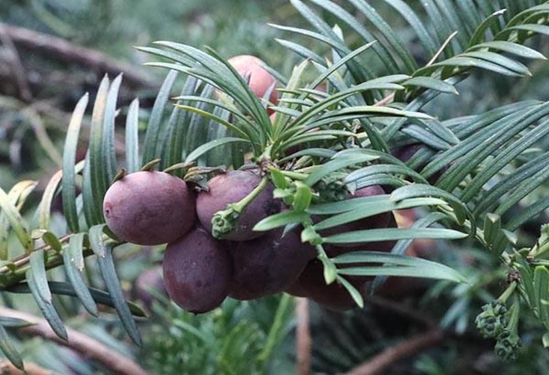 Japanese Plum Yew (cephalotaxus Harringtonia). Deer Resistant Yew! - Etsy