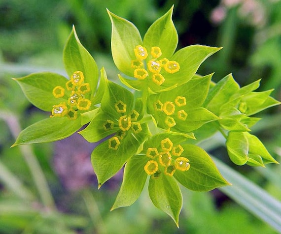 Hares Ear Bupleurum Seeds bupleurum Rotundifolium Organic - Etsy