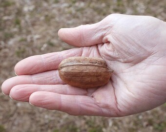 Hickory Seeds - Etsy