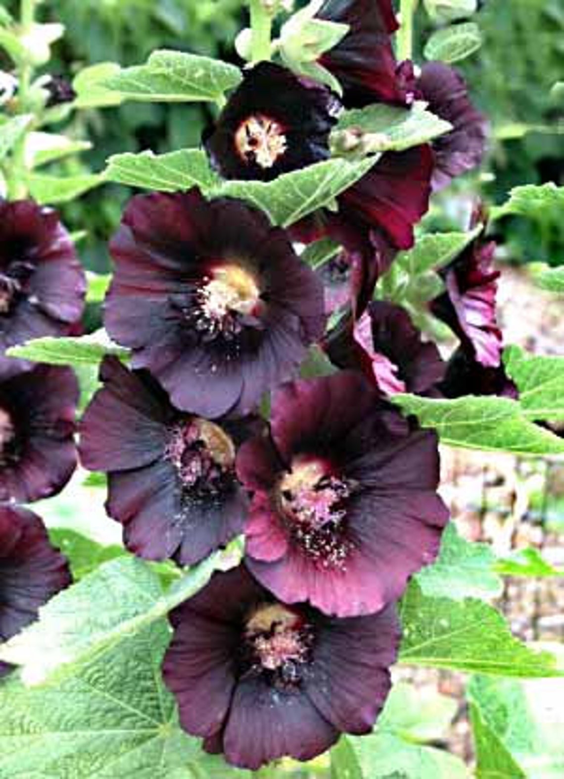 Black Hollyhock seed Alcea rosea nigra organic | Etsy