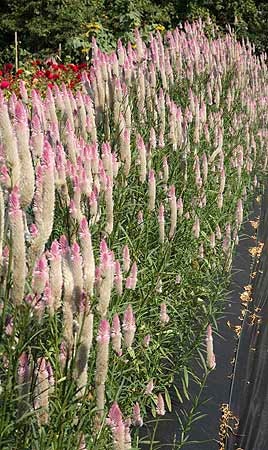 Cockscomb Flamingo Seeds (celosia Spicata) Organic - Etsy