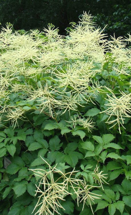 Goat's Beard Seeds (aruncus Dioicus) Organic - Etsy