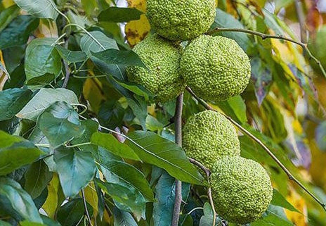 Osage Orange Organic Tree Seeds. 20 Seeds (0.8gms) - Etsy