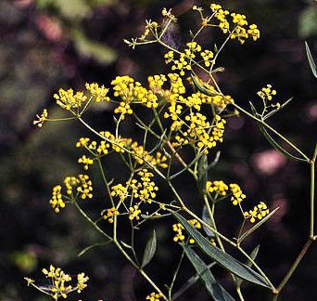 Chinese Thorowax Root Organic Seeds. (bupleurum Chinense). - Etsy