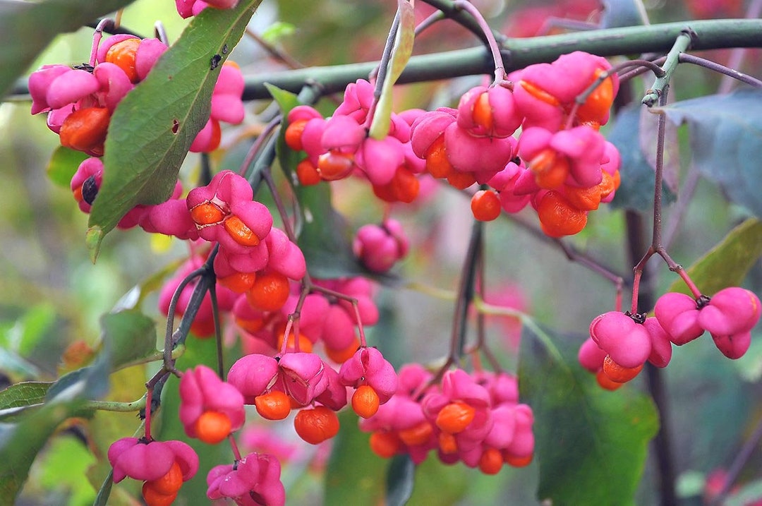 European Spindle Tree Seeds Organic (euonymus Europaeus). - Etsy