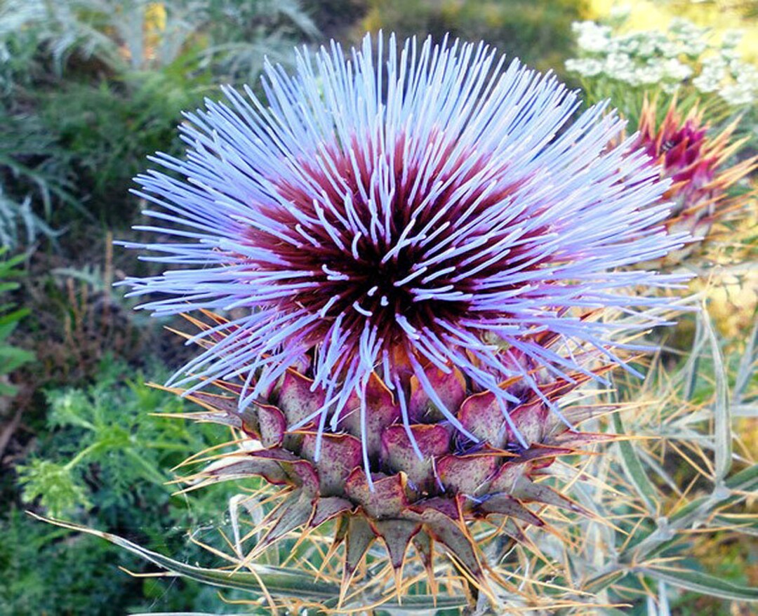 Cardoon (cynara Cardunculus) Organic Seeds - Etsy