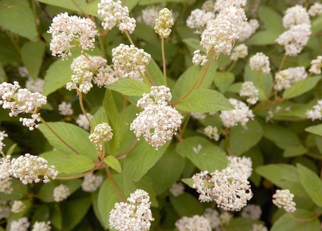 New Jersey Tea Seeds (ceanothus Americanus) Organic - Etsy