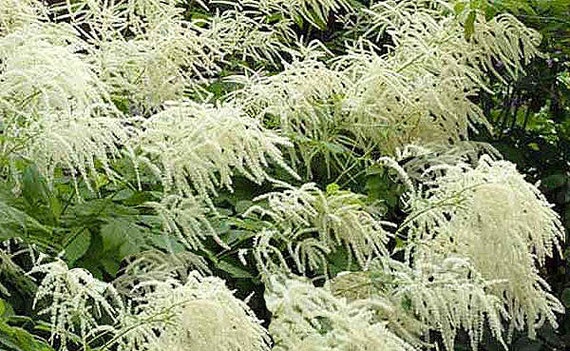 Goat's Beard Seeds aruncus Dioicus Organic - Etsy