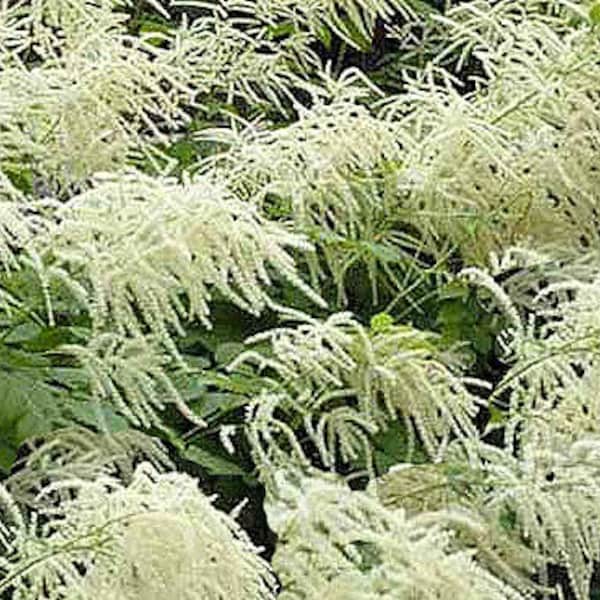 Goats Beard - Etsy