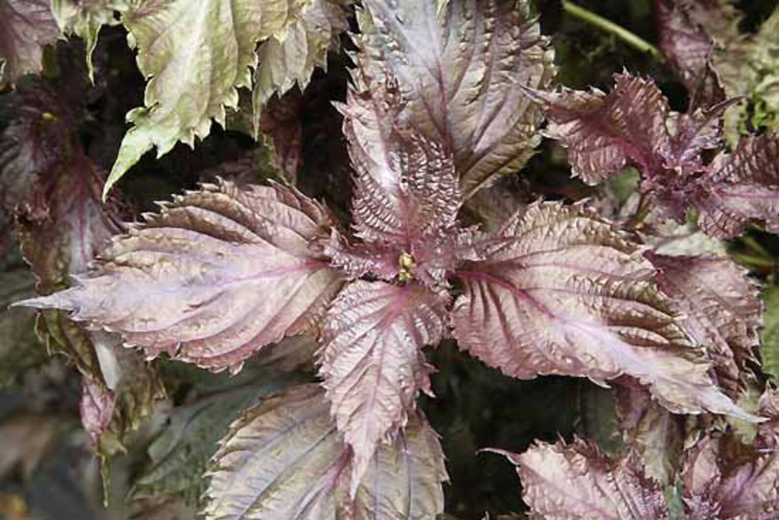 Red Perilla Seeds perilla Frutescens Nankinensis Organic - Etsy