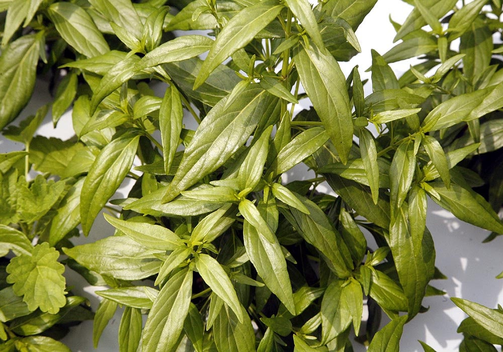 Kalmegh Seeds (andrographis Paniculata) Organic - Etsy