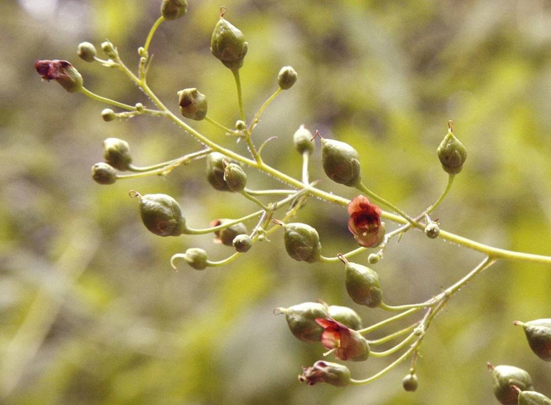Late Figwort Seeds (scrophularia Marilandica) Organic - Etsy