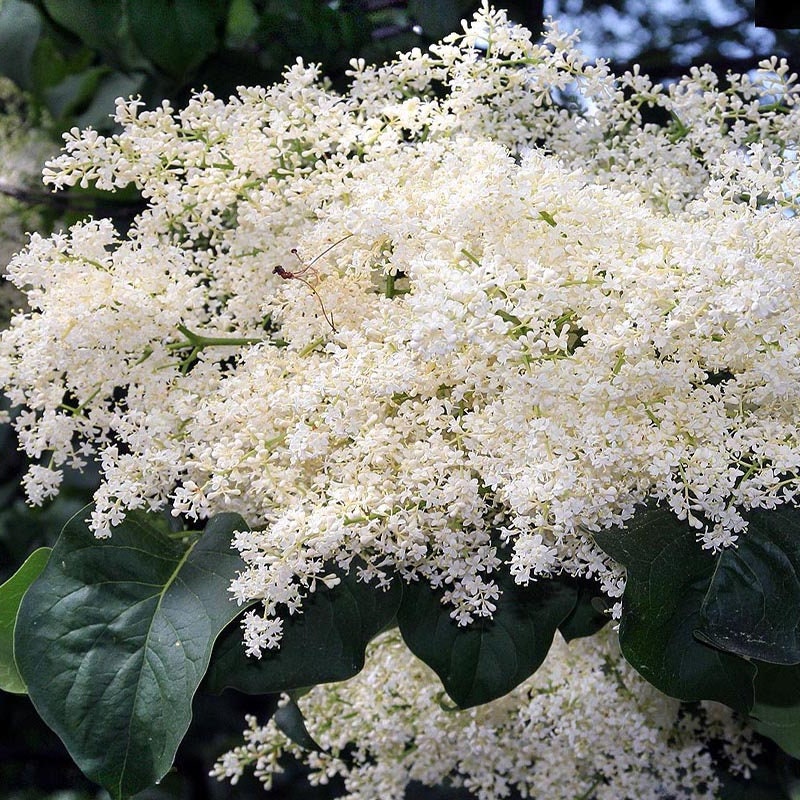 Lilac Bush - Etsy