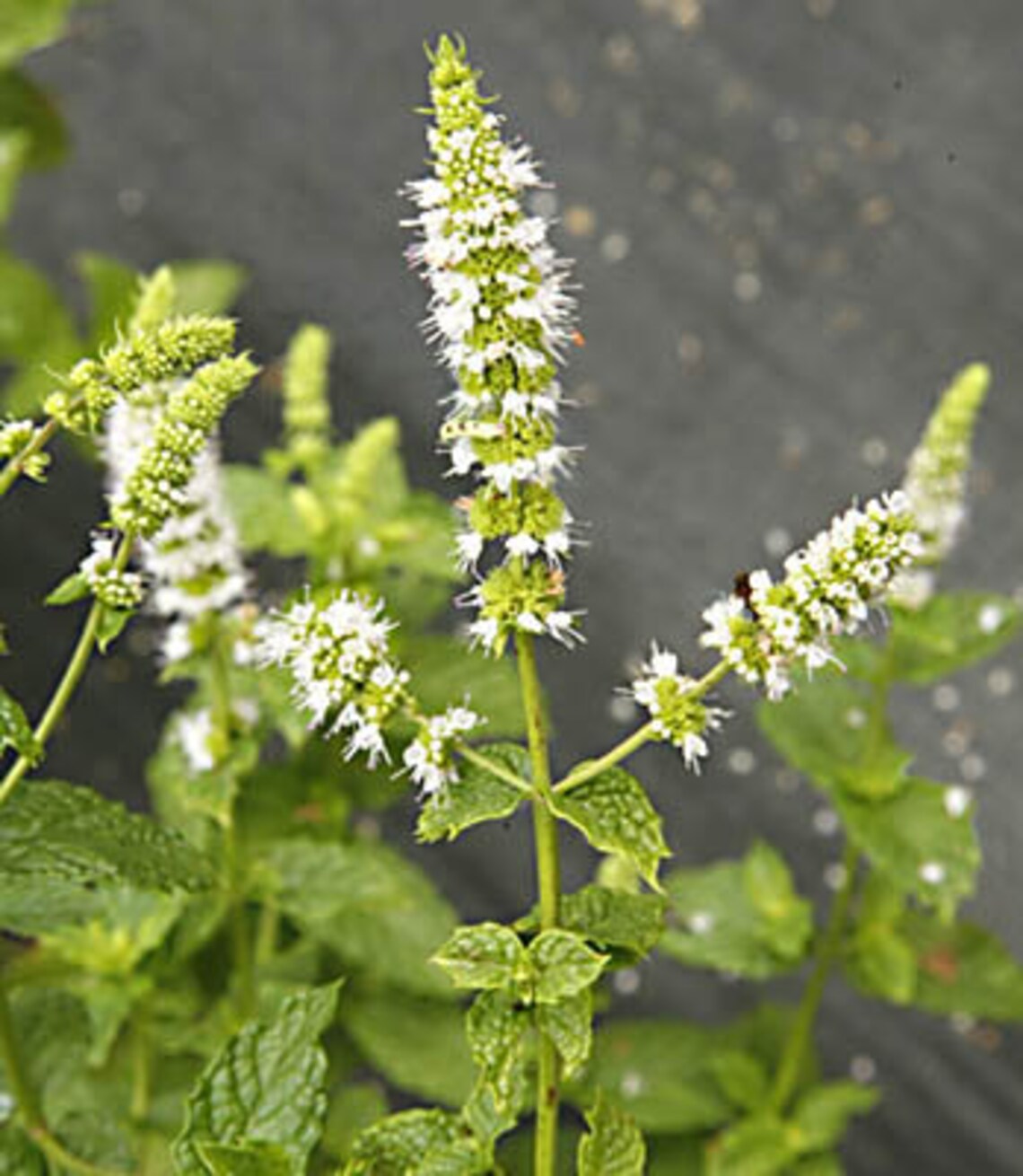 Semillas De Menta Mentha Spicata Orgánica Etsy España