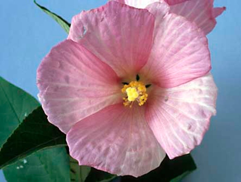 Rose Mallow / Swamp Mallow Seeds hibiscus Moscheutos Organic - Etsy