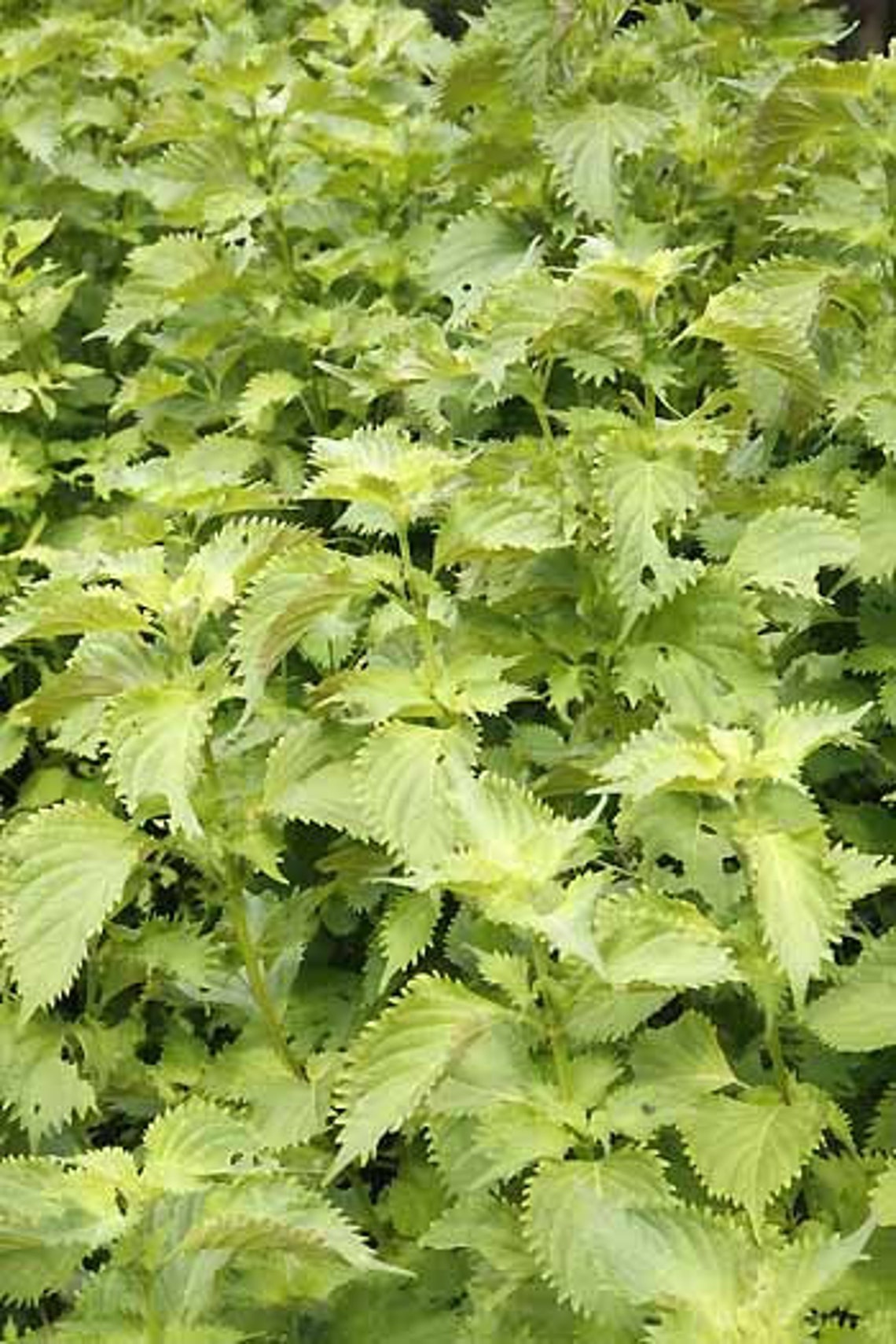 Green Perilla or Shiso Seeds perilla Frutescens Organic - Etsy