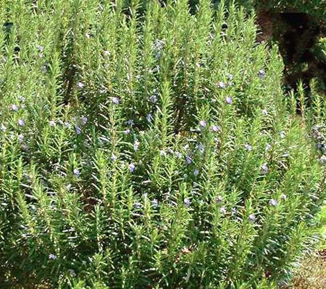 Semillas De Romero Rosmarinus Officinalis Orgánico Etsy España