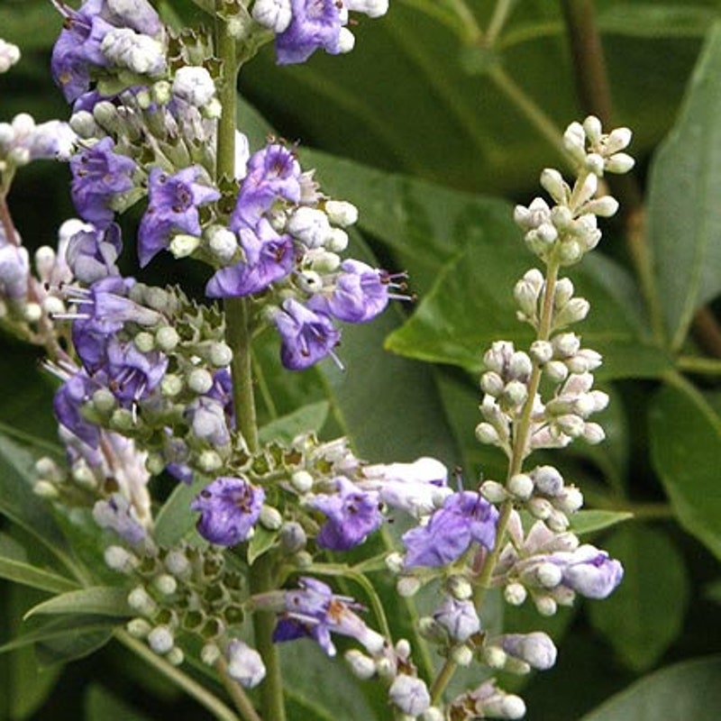 Vitex Tree - Etsy