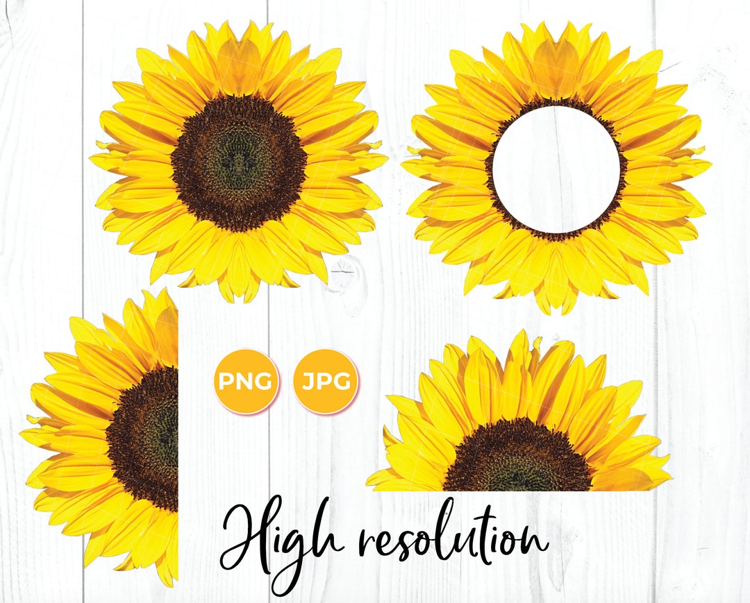 Sunflower PNG, Sunflower, Half Sunflowers, Floral Clipart - 4 Images ...