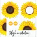 Sunflower PNG, Sunflower, Half Sunflowers, Floral Clipart 4 Images ...