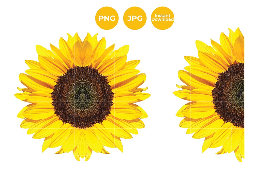Sunflower, Half Sunflower, Sunflower PNG, Sunflower JPG, Transparent ...