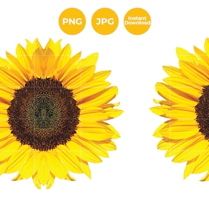 Sunflower, Half Sunflower, Sunflower PNG, Sunflower JPG, Transparent ...