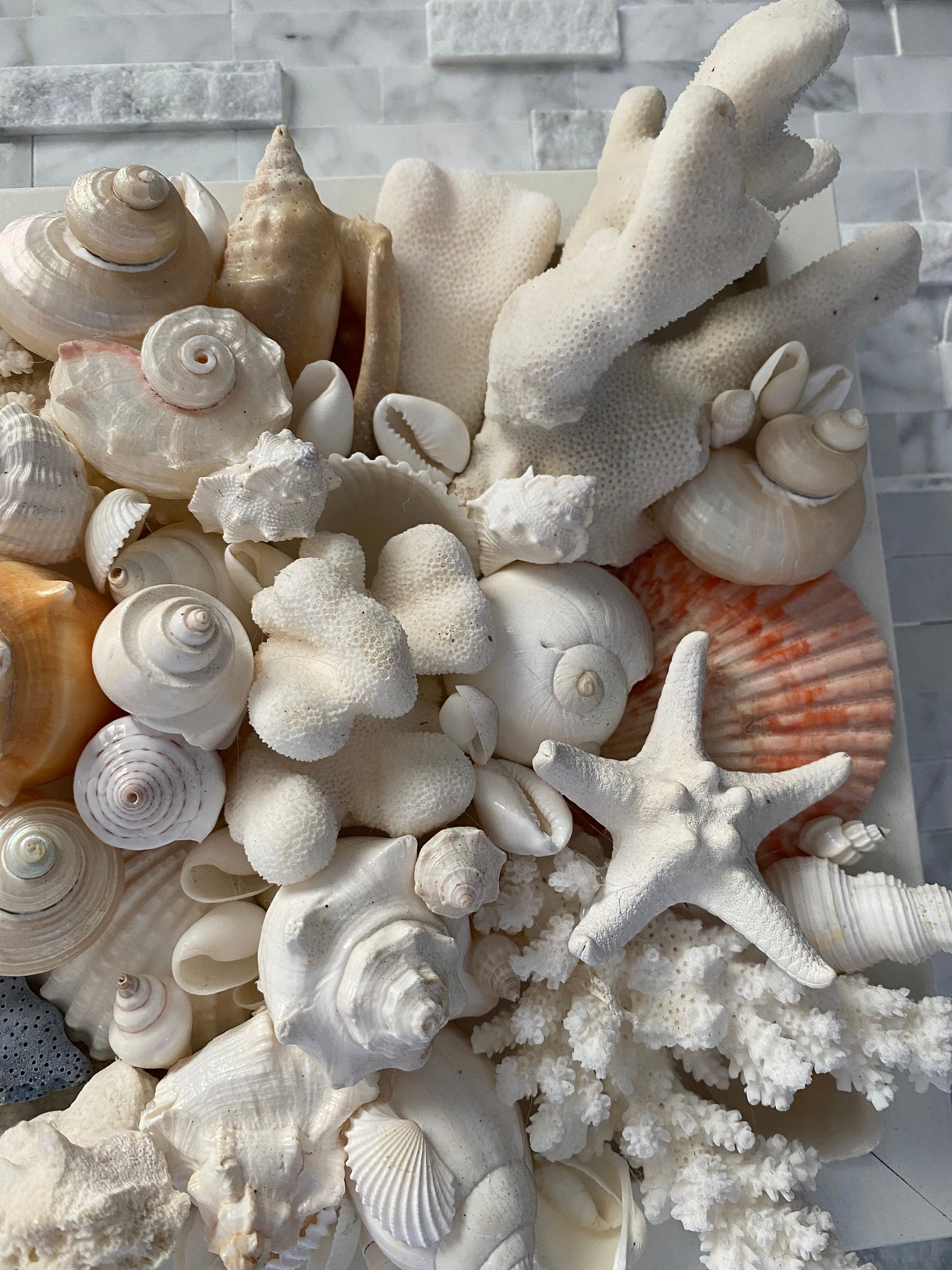 Seashell and CORAL Wall Art Coastal Wall Art Seasell GIFT - Etsy