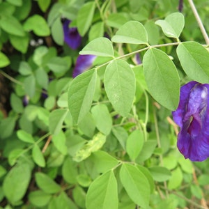 Dried Butterfly Pea Tea_clitoria Ternatea_bluebellvine_100%natural_hand ...