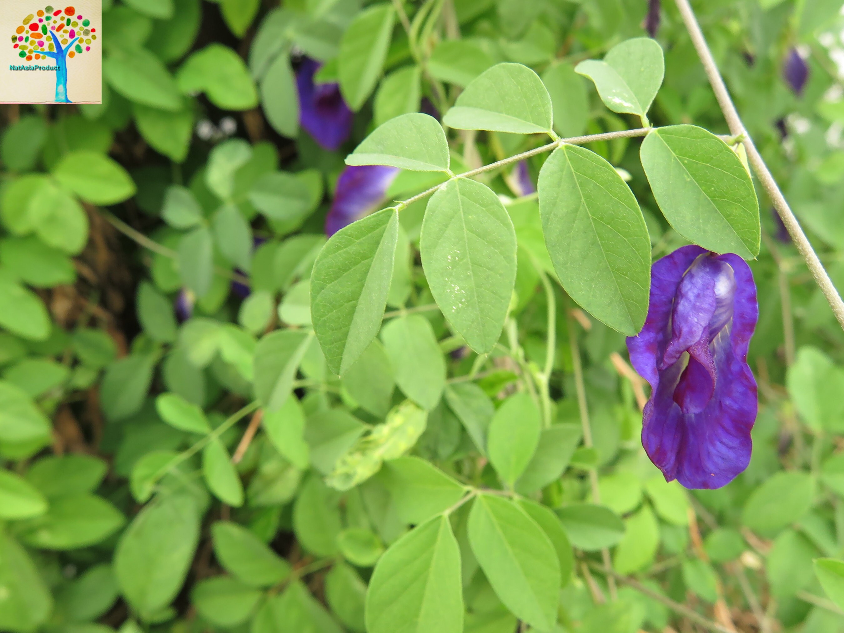 Dried Butterfly Pea Tea_clitoria Ternatea_bluebellvine_100%natural_hand ...