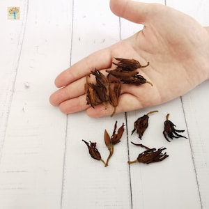 Dried White Champaca Tea / Magnolia × Alba / White Jade Orchid Flower ...