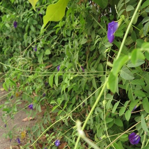 Dried Butterfly Pea Tea_clitoria Ternatea_bluebellvine_100%natural_hand ...