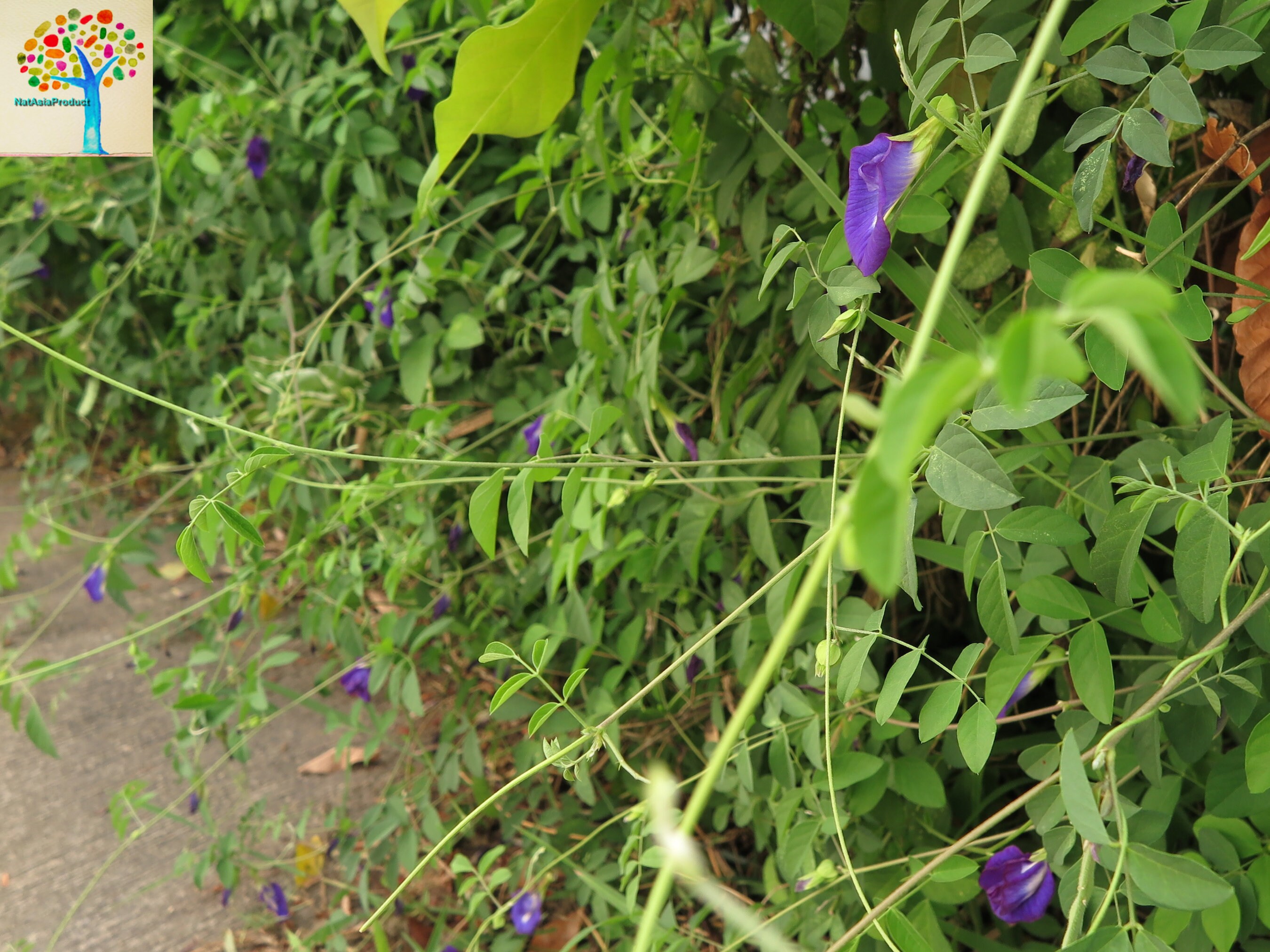 Dried Butterfly Pea Tea_clitoria Ternatea_bluebellvine_100%natural_hand ...