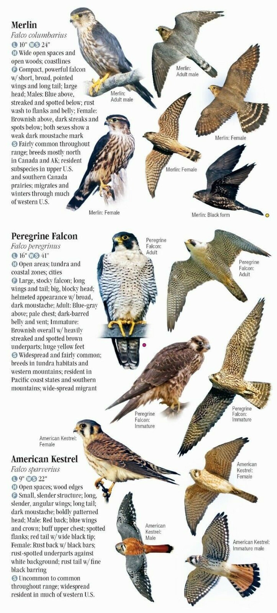 Raptors of Western North America | Etsy