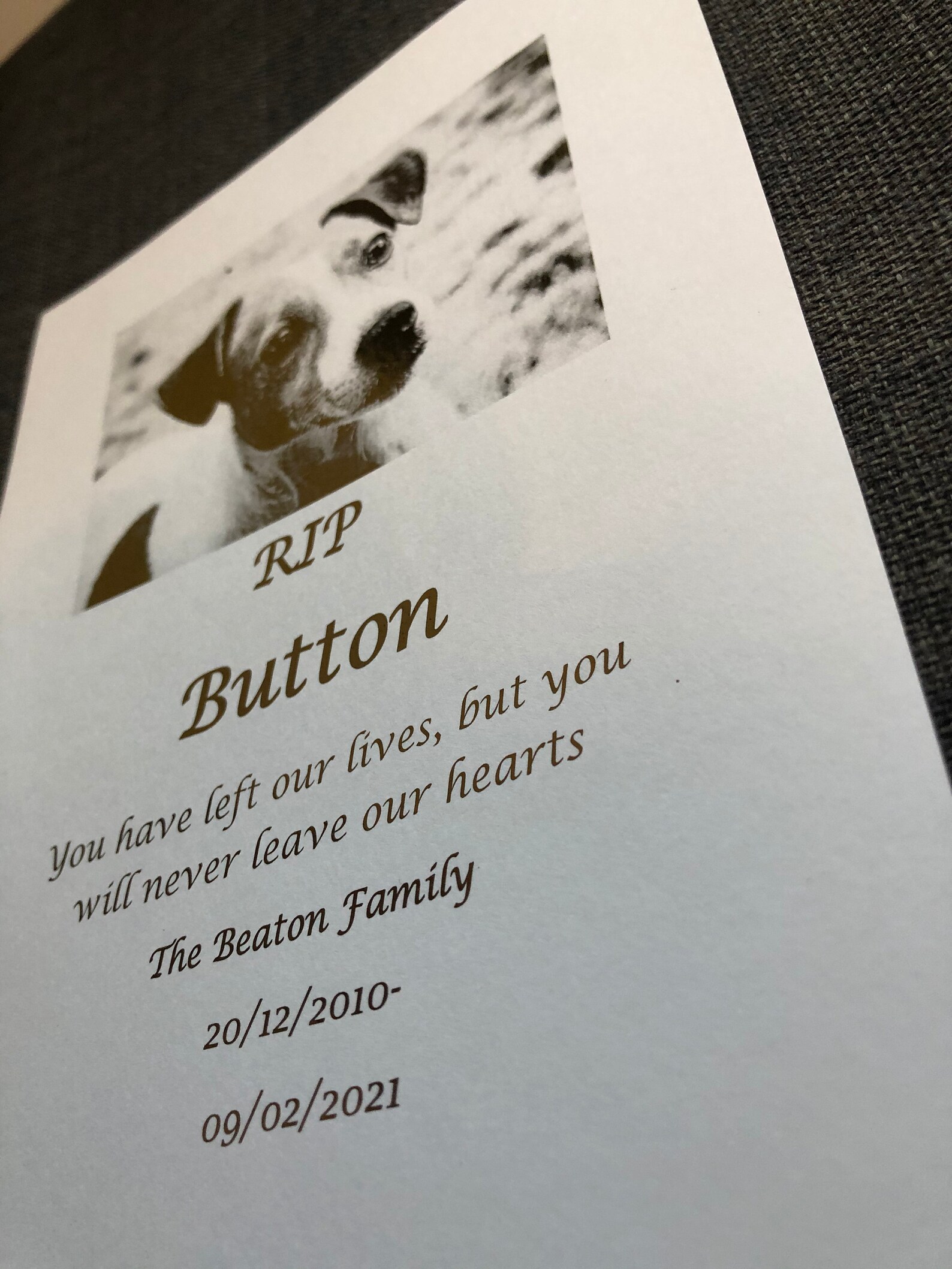 RIP Dog/Animal/Person Memorial Picture Frame Included | Etsy